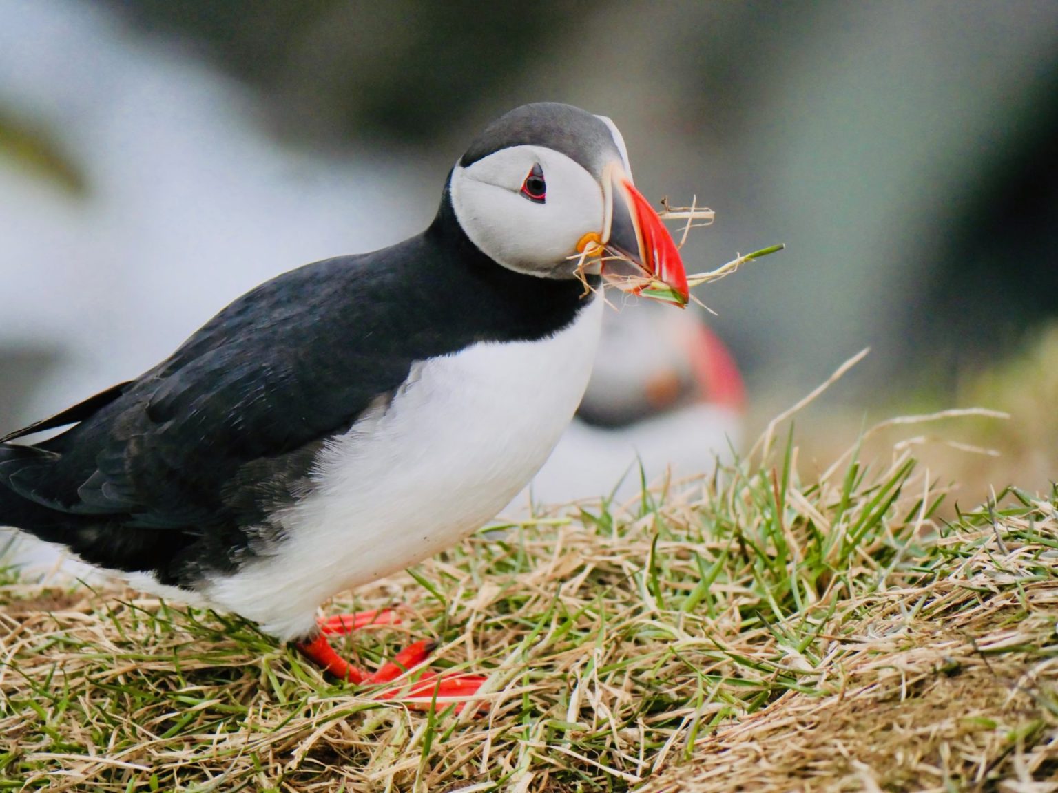 Puffins in IJsland, waar vind je ze? - Mooie plekken op aarde