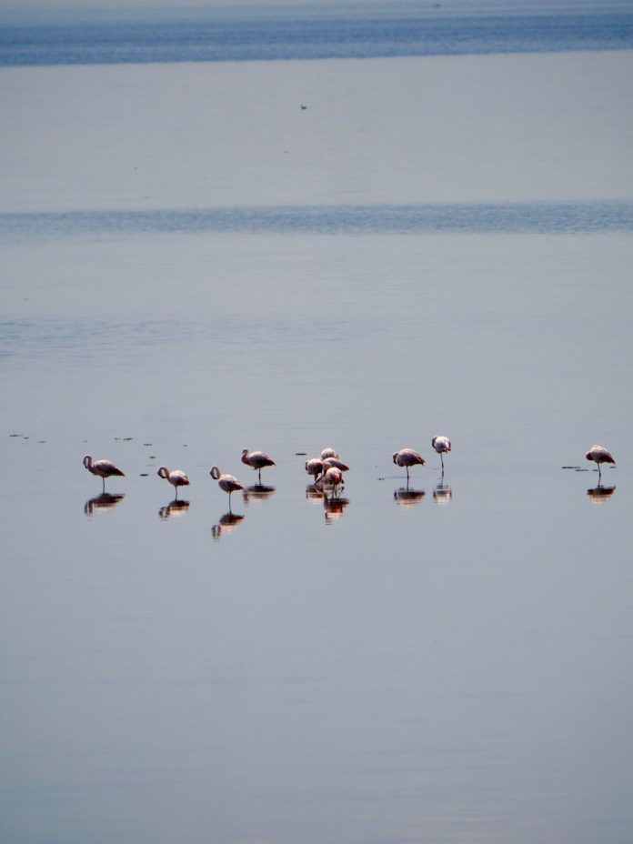 Flamingo's spotten in Zuid-Holland - Mooie plekken op aarde