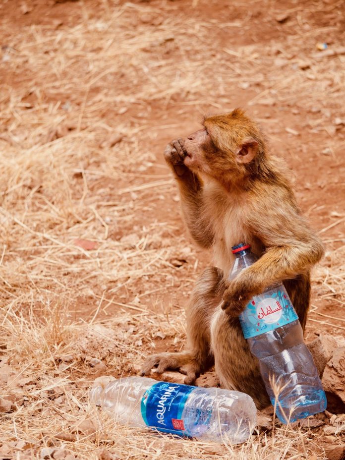 Het apenbos bij Azrou in Marokko - Mooie plekken op aarde