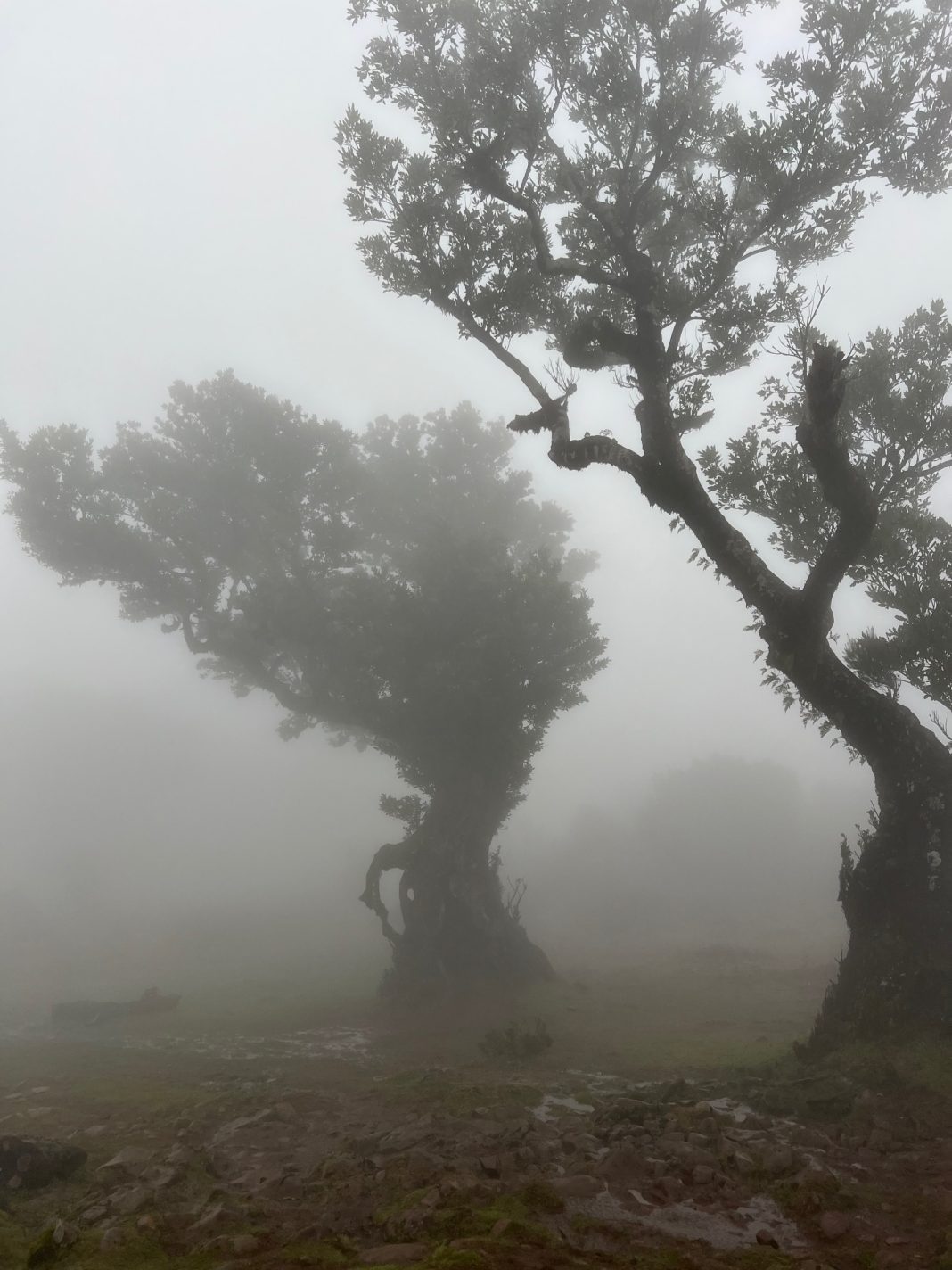 Fanal Forest Madeira – magisch laurierbos in de mist