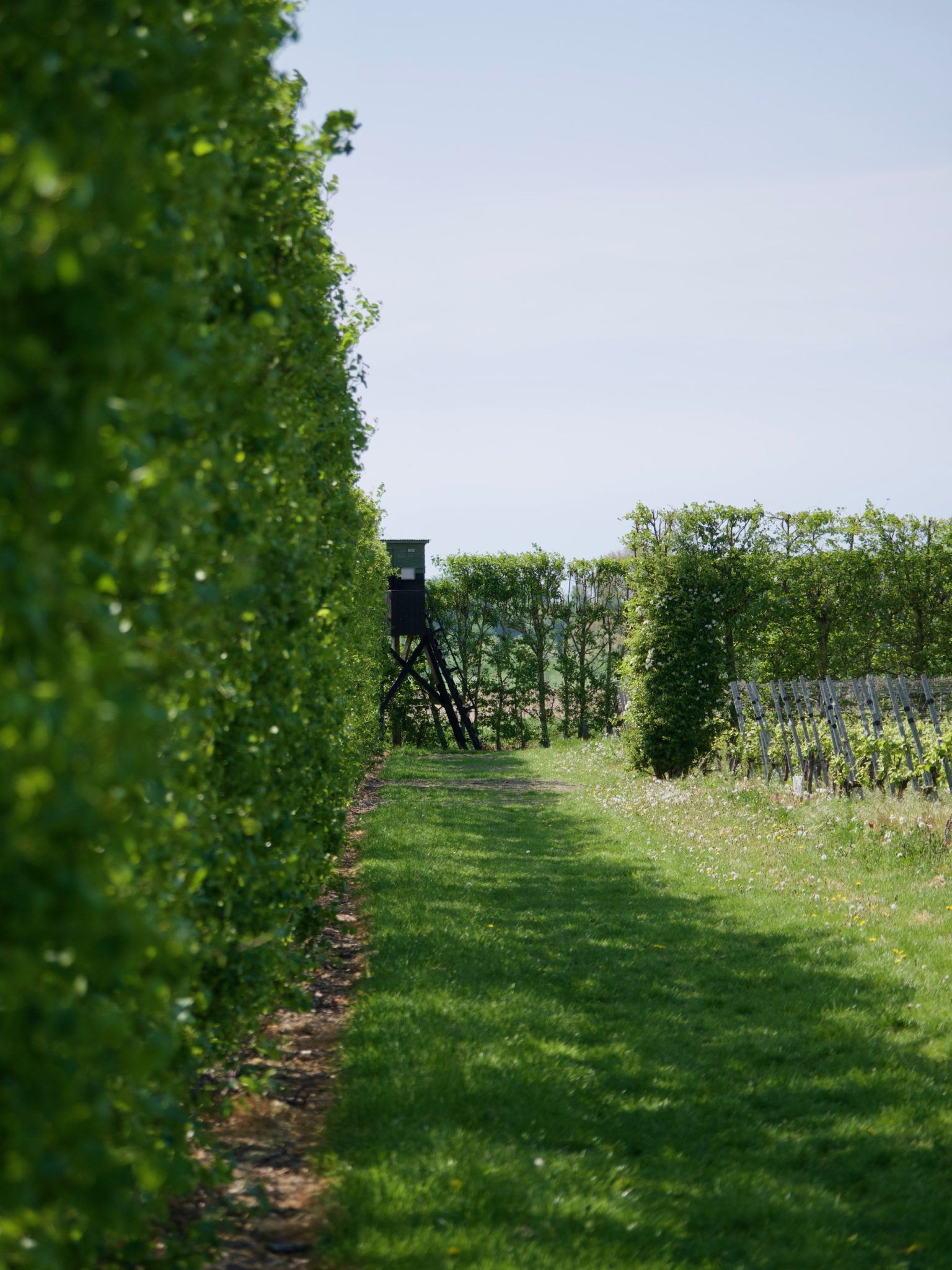 Wandelen rond Dreischor, natuur, wijngaard en theetuin