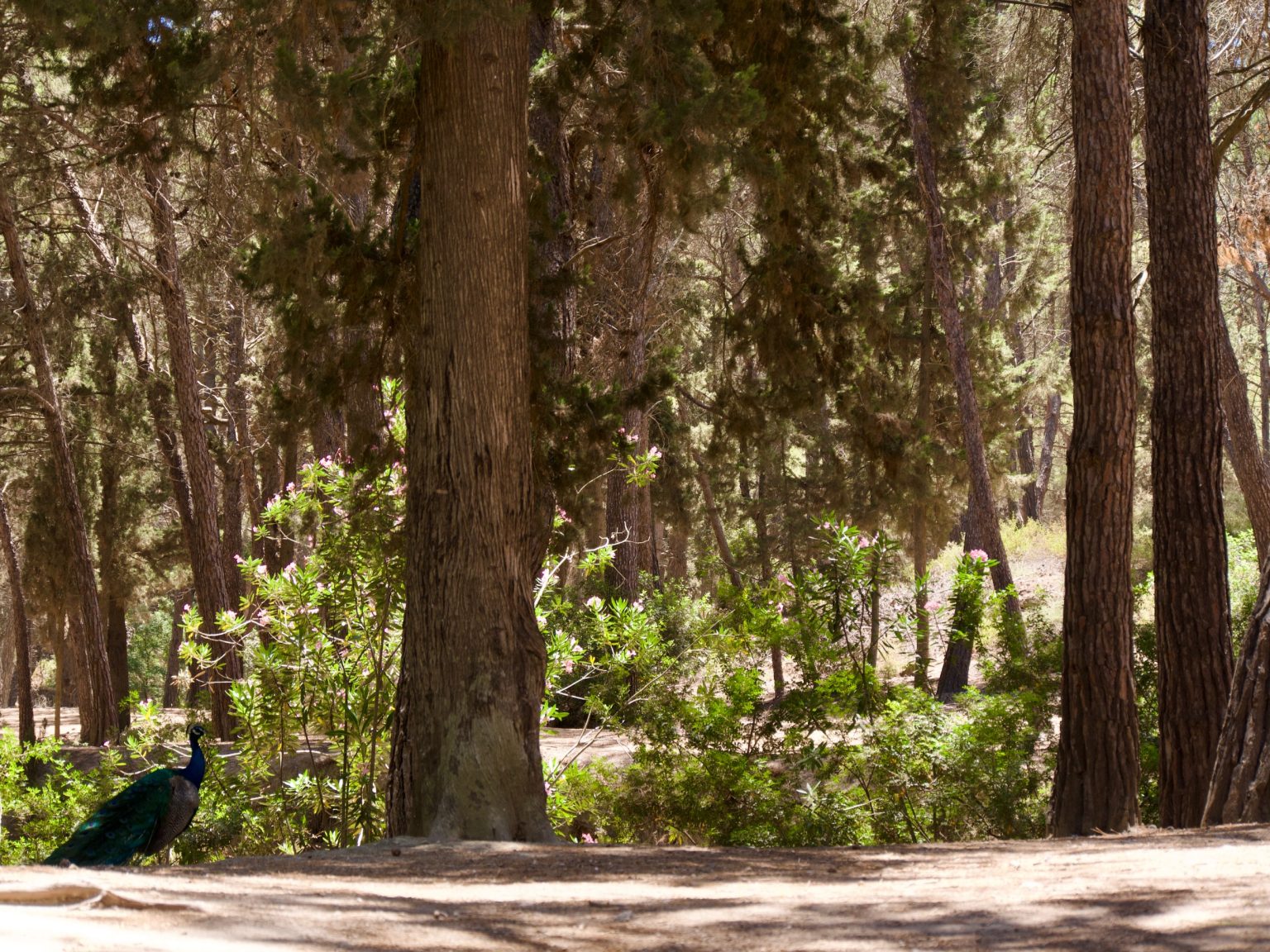 Wat te doen op Kos? 23 verrassende tips & bezienswaardigheden