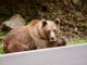 Transfăgărășan Roemenië: mooiste autoroute, stops & beren