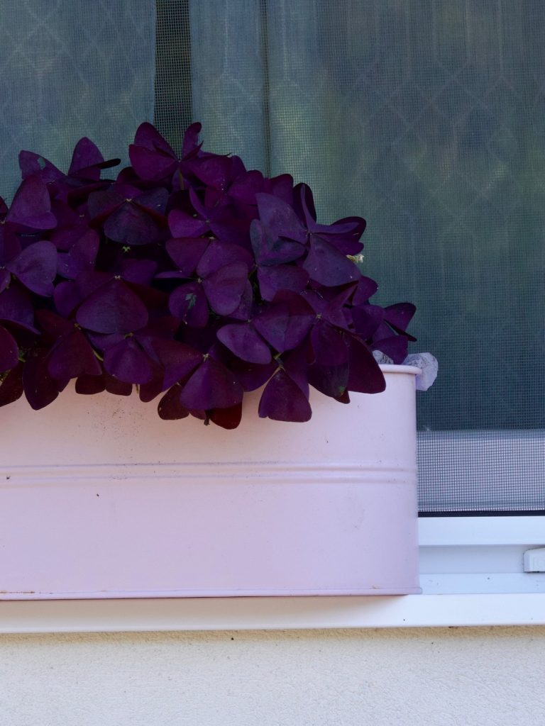 Praid Roemenië: zout, gastvrijheid & natuur