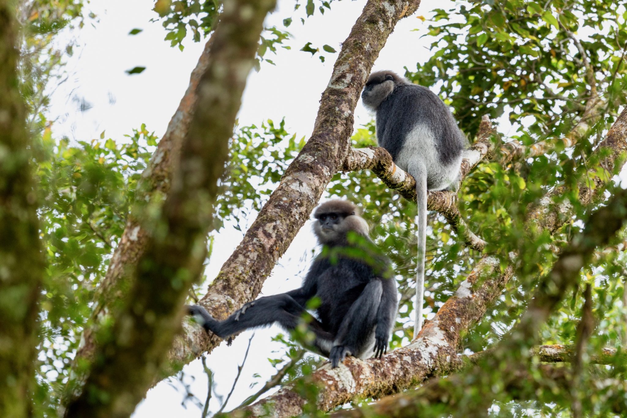 Sinharaja regenwoud Sri Lanka: jungle trekking met gids in het laatste ...