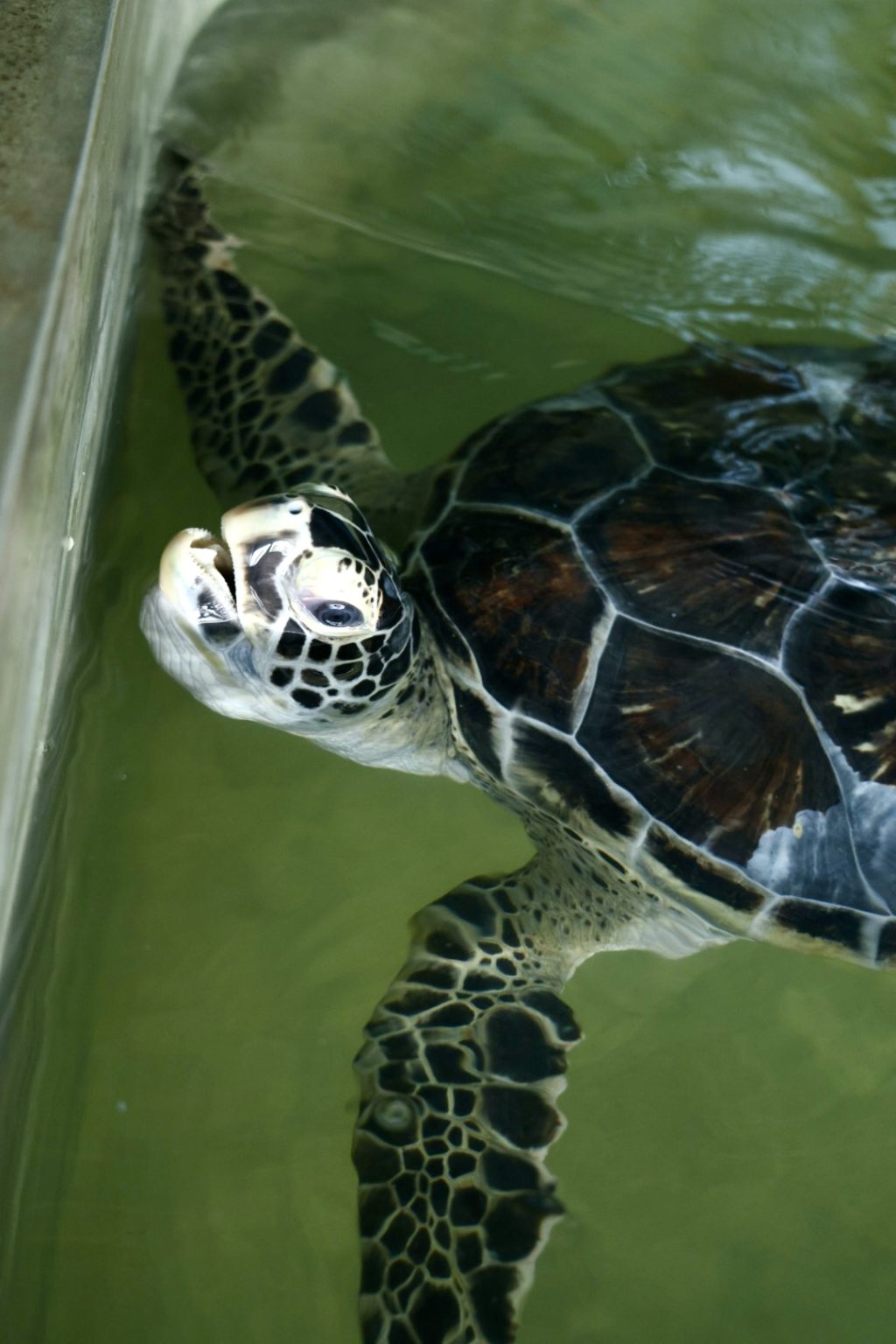 Ahungalla Sea Turtles Conservation Center Sri Lanka